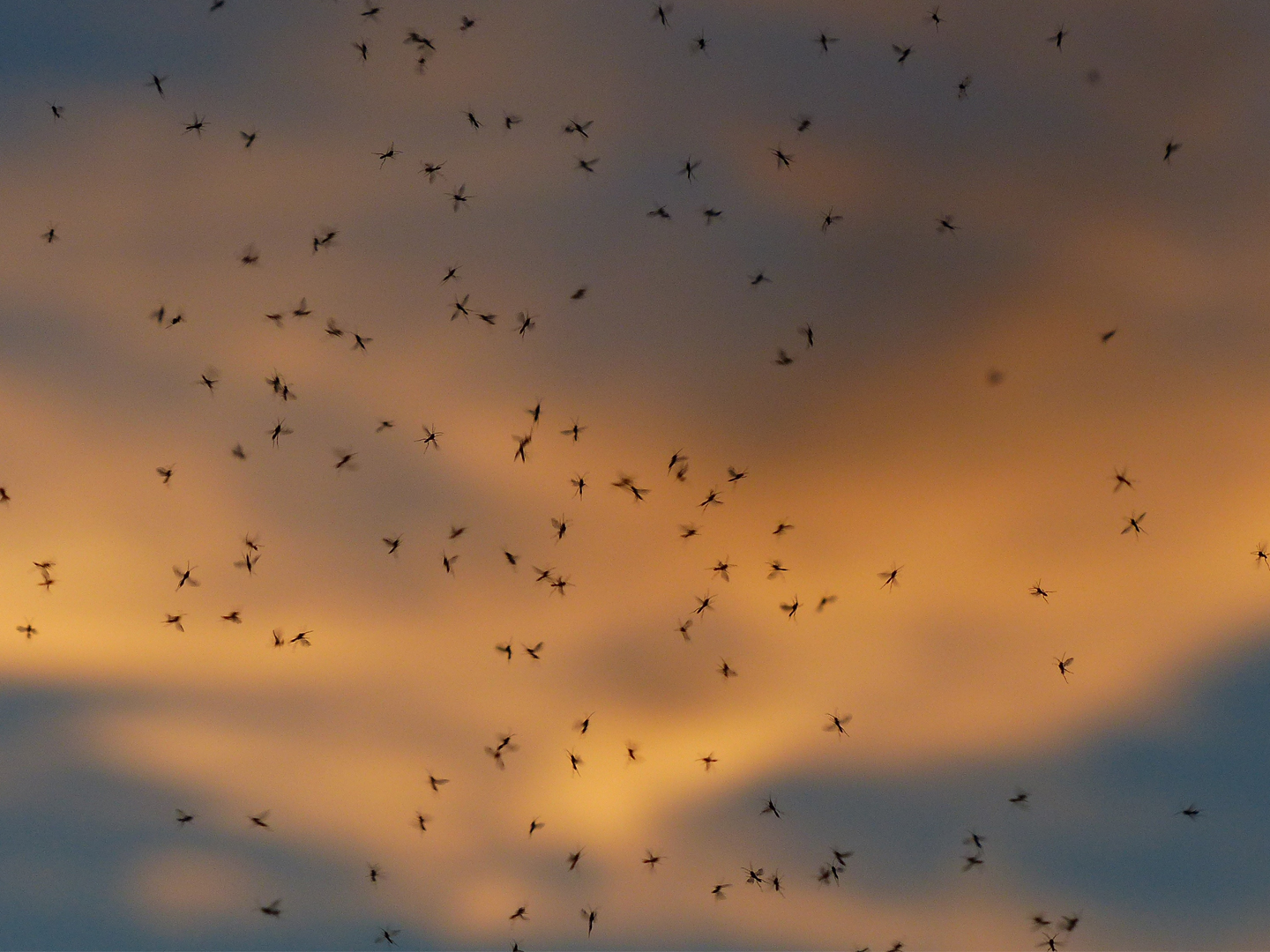 How to Help Keep Midges at Bay - West Highland Way